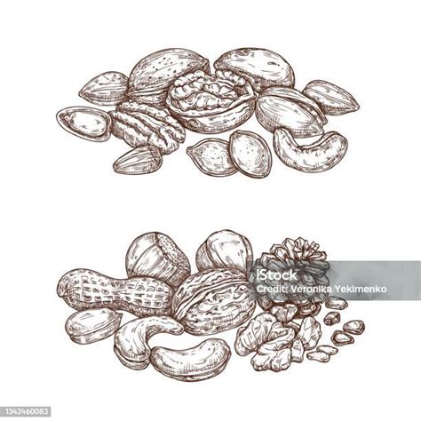 견과류용 믹싱 세트 아몬드 헤이즐넛 호두 땅콩 코코넛 캐슈 및 소나무 견과류의 고립 된 스케치 천연 건강 식품의 흑백 컬렉션 채식 다이어트 간식 벡터 일러스트 갈색에 대한