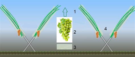 Tatura Trellis Wein Plus Lexicon