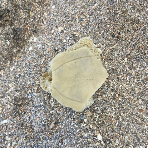 Beach Fossil Identification R Fossilid
