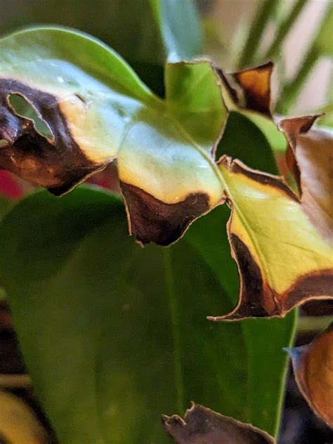 Disease Or Bugs Rplantclinic