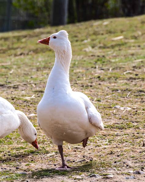 13 White Geese Breeds With Pictures Bird Helpful