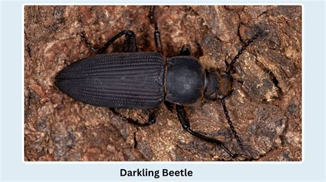 25 Common Beetles Identification With Names And Pictures