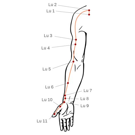 The Lung Meridian — Acupuncture In Boulder Co