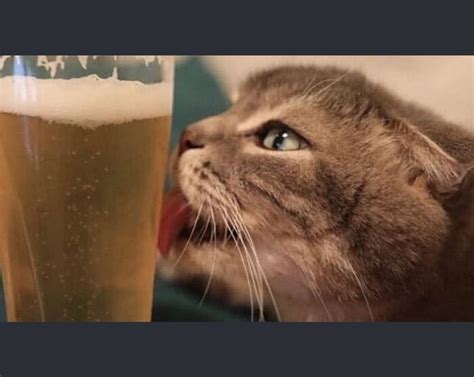Create Meme Cat With Beer And Dumplings Drinking Cat Pictures Meme
