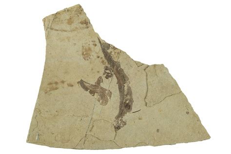 2 5 Carboniferous Spiny Shark Acanthodes Fossil Siberia 228888