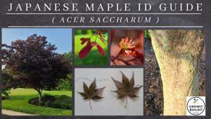Maple Tree Identification A Complete Guide GrowIt BuildIT