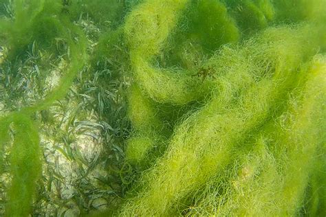 The Other Seaweed Association Les Fruits De Mer