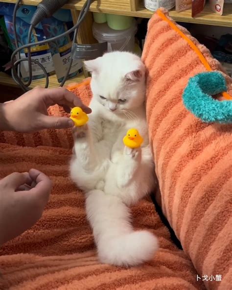 รับจัดหาเด็กเอ็นเตอร์เทน ชงเหล้า 🕉️ On Twitter Rt Boongkeang แมวก้อ