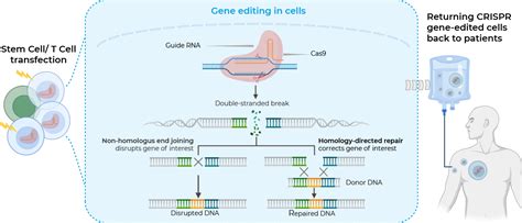 One Stop Solution For Gene Editing Genscript