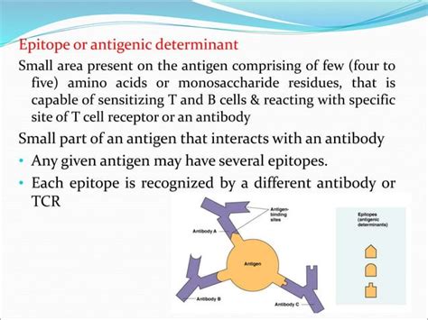 Antigen And Immunogens Types And Mitogens Ppt