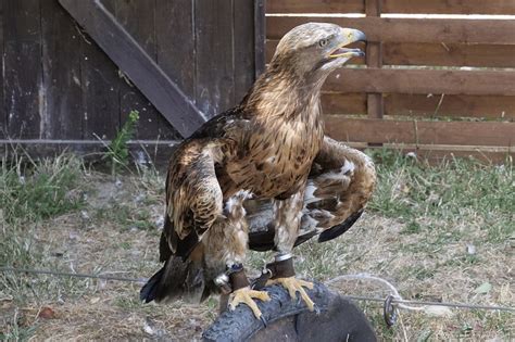 Степной Орел (Фото): Как выглядит, Где обитает, Чем питается и ...
