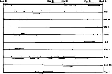 Figure 1 From Nucleotide Sequence Of A Segment Of Human Dna Containing The Three Trna Genes