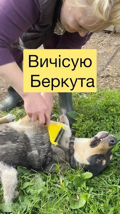 Вичісую Беркута беркут пес собака шон Shon Youtube