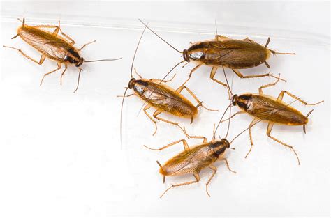 Humans Helped The German Cockroach Conquer The World Science Aaas