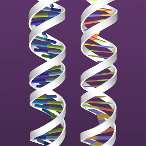 D Dna Base Model