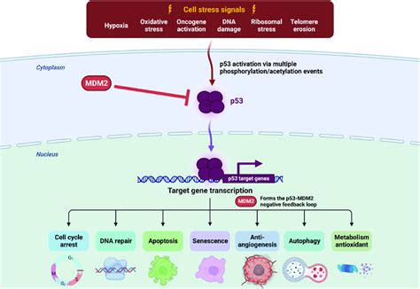 The Role Of Tp53 In Maintaining The Integrity Of The Genome Download Scientific Diagram