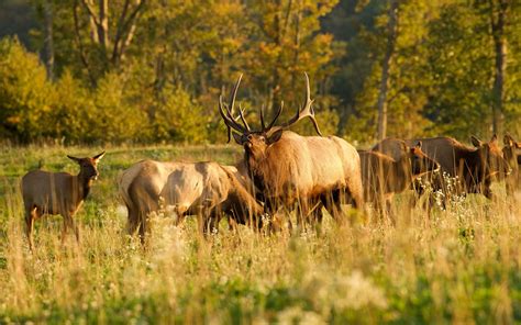 Sterling Run Working Forest Conservation Easement Three Rivers Forest