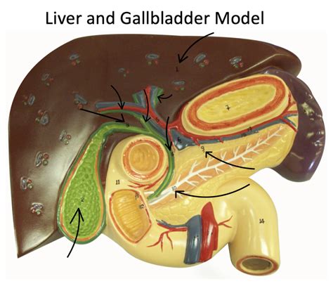Liver And Gallbladder Model Labeled
