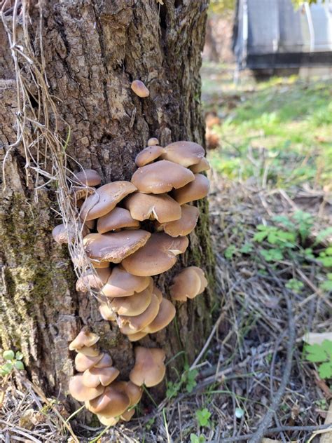 한국의 야생버섯 산나물 들나물 산약초 야생화 Band