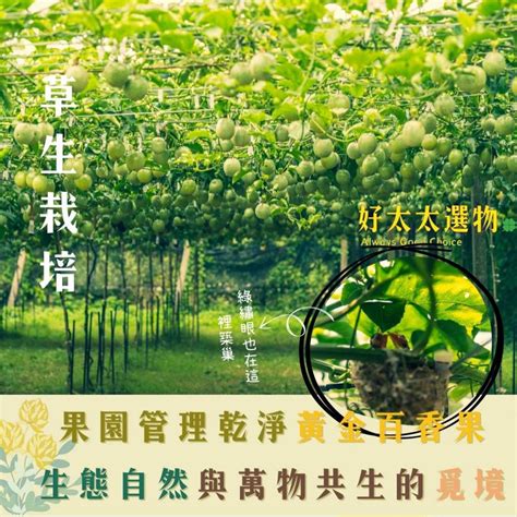 黃金熱情石岡黃金百香果