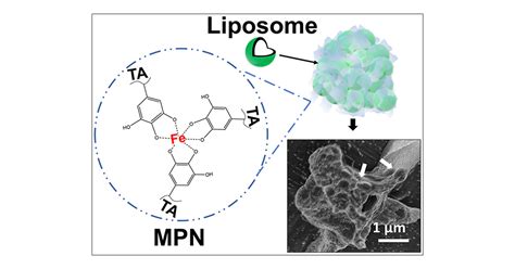Clusters Of Nanoscale Liposomes Modulate The Release Of Encapsulated