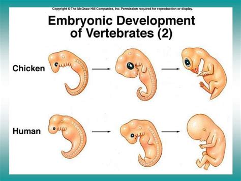 Ppt Vertebrate Development Powerpoint Presentation Free Download