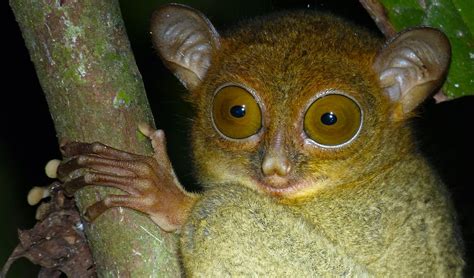 Horsfields Tarsier Facts Distribution And Population Biodb