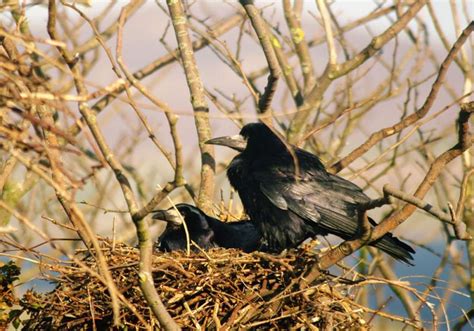 The Chattering Classes Mayo Live