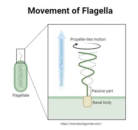Flagella Definition Structure Types Functions Rotation Examples