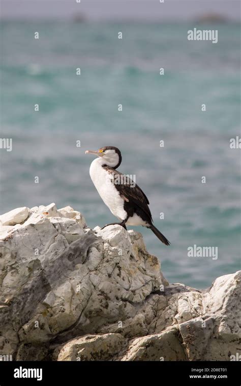 The Australian Pied Cormorant Phalacrocorax Varius Is Also Known As