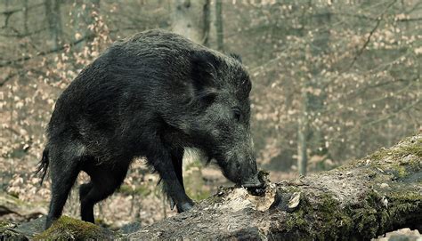 Wildschweine Beim Biken Was Tun Bei Einem Wildschweinangriff Pjlm