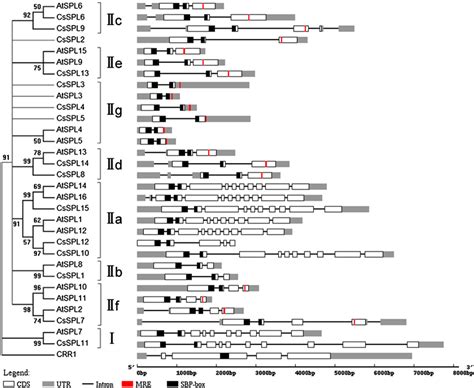 Phylogenetic Tree And Gene Structure Of Spl Genes From C Sinensis And Download Scientific