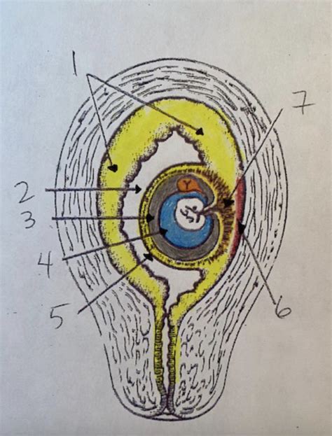 Exam 3 Labeling Diagram Quizlet