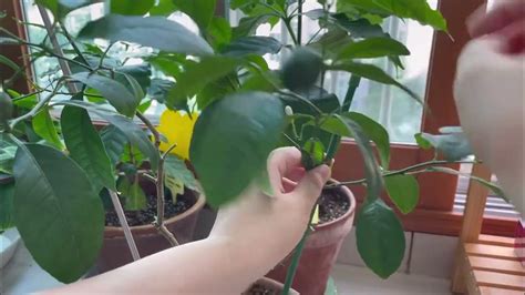 오렌지레몬나무 수형을 잡아보자 Youtube