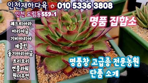 인천재하다육 명품고급품종 전문오리지날 레드티아라 기비마리아 재클린 원더우먼 프리모리 마리아금등succulents Plant 多肉植物 Youtube