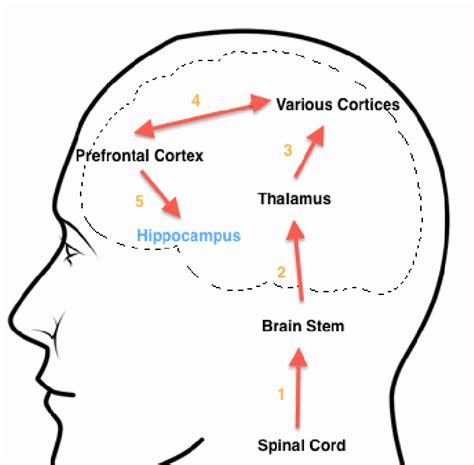 How Does The Brain Store Memories