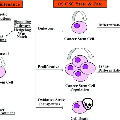 Cancer Stem Cell Origin State And Fate A Cscs May Arise From The