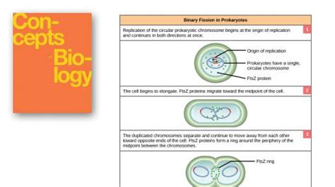 Prokaryotic Reproduction