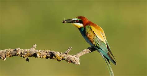 10 Fun Facts About Birds Happy Beaks Blog