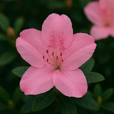 Princess Azalea — Handn Landscaping And Nursery