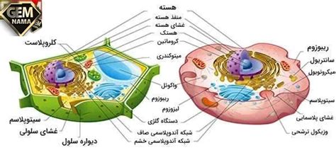 تفاوت یاخته گیاهی و جانوری علوم هفتم جم نما