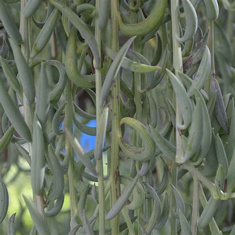 Senecio Fish Hook Characteristics And Care Succulent Alley