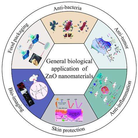 The Biological Applications Of Zno Nanomaterials Anti Bacteria Download Scientific Diagram