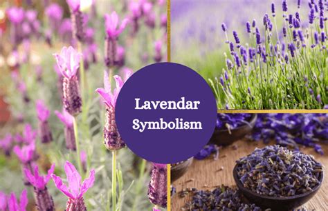 Lavender Meaning And Symbolism Symbol Sage