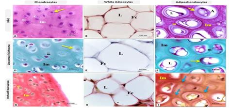 Chondrocytes Adipocytes And Adipochondrocytes Morphology In Adult Download Scientific Diagram
