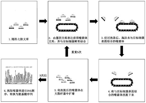 Screening Method Of Antimicrobial Peptide And Application Of Screening Method Eureka Patsnap