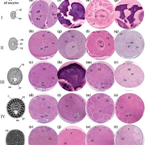Schematic Representation Of The Oocytes Adapted From Oliveira Et Al