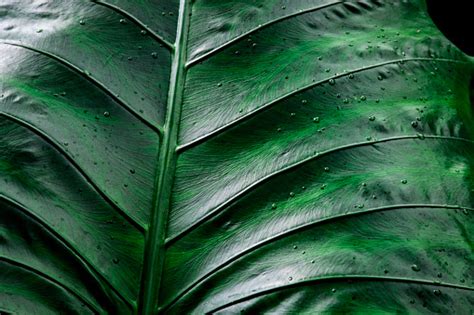 물방울 정원에서 나무 모호한 Bokeh 배경에 녹색 잎을 가까이 자연 자연과 상쾌한 벽지 또는 백그라운드를 사용 하 여 0명에 대한 스톡 사진 및 기타 이미지 Istock