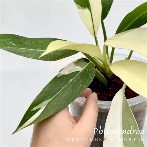Philodendron Wend Imbe Variegated Very Rare Jiffy Plants
