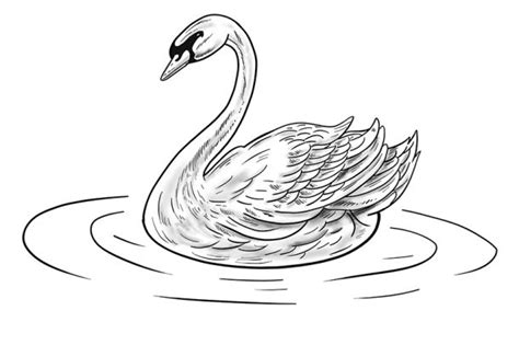 How To Draw A Swan An Easy To Follow Realistic Swan Drawing Tutorial